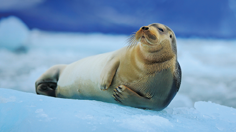 All about Seals (Level 9) | Inhabit Education | Books