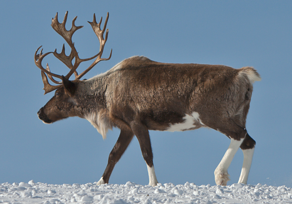 The Caribou (Level 5) | Inhabit Education